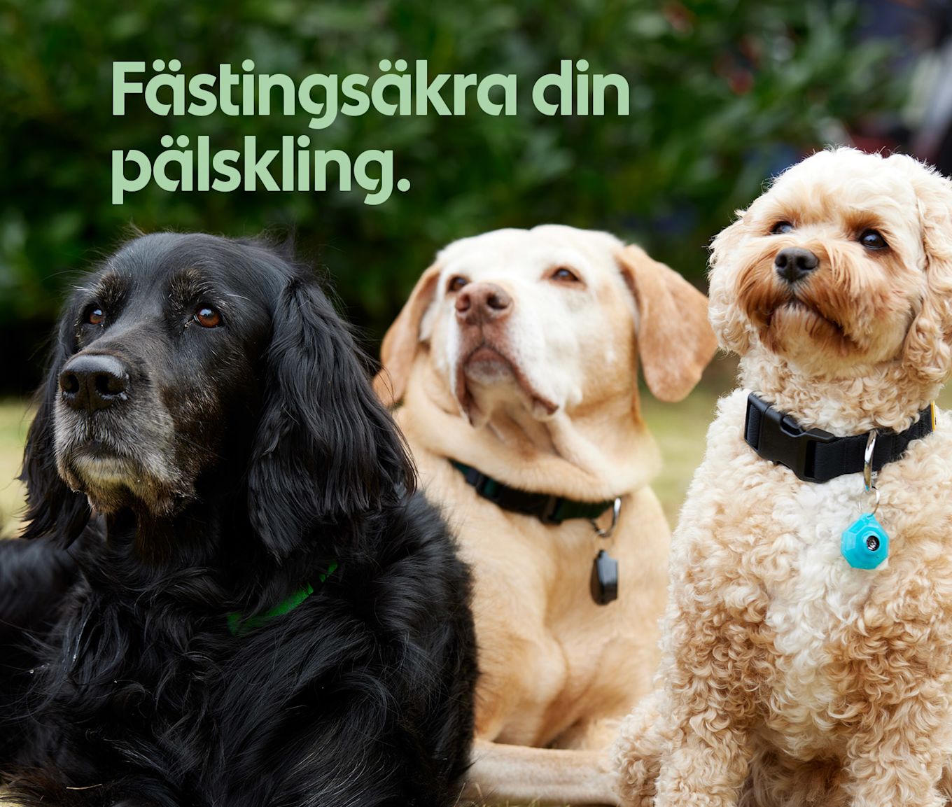 Djurapotek - djurvård & djurläkemedel